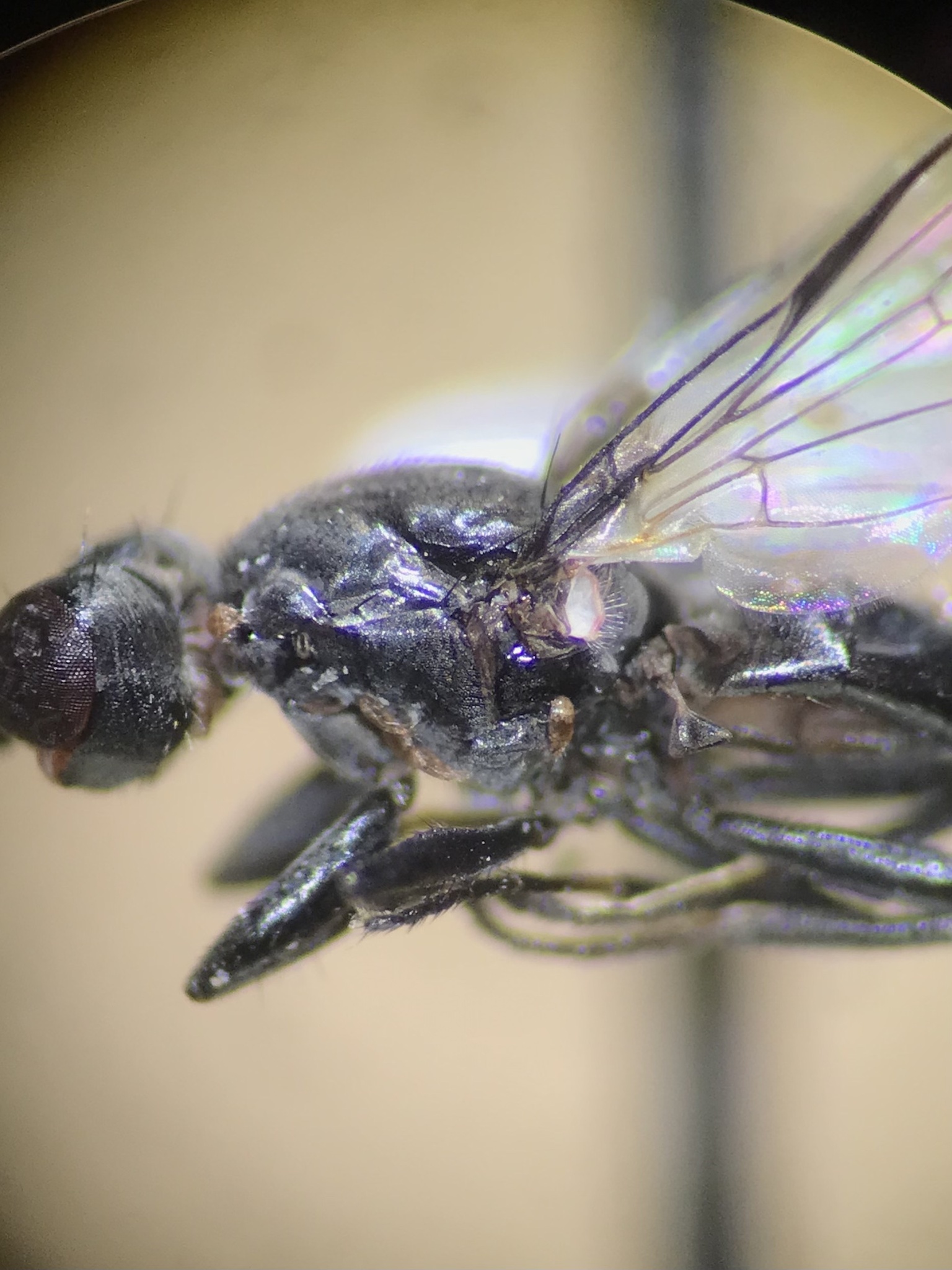 Homalocephala Zetterstedt, 1838