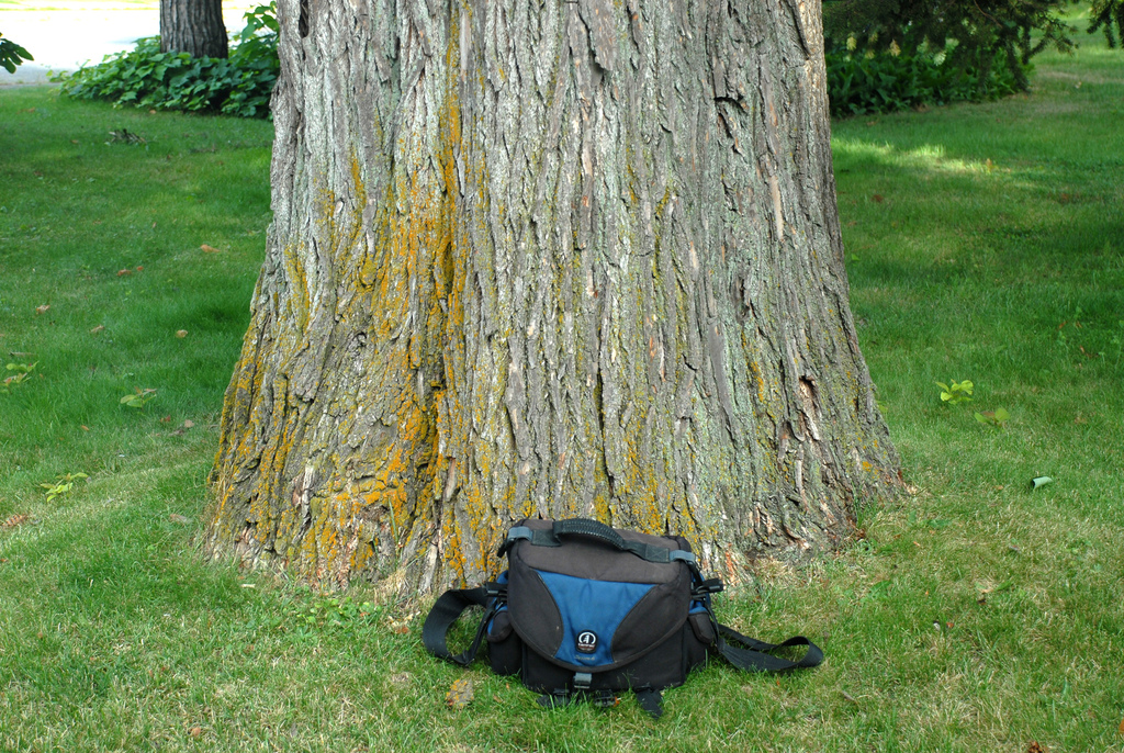 sassafras in August 2022 by Douglas Goldman. A very fat tree (nearly 1M ...