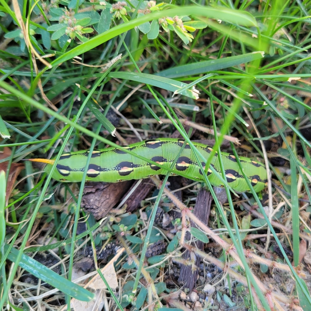 White-lined Sphinx from Sherman Terrace, Madison, WI 53704, USA on ...
