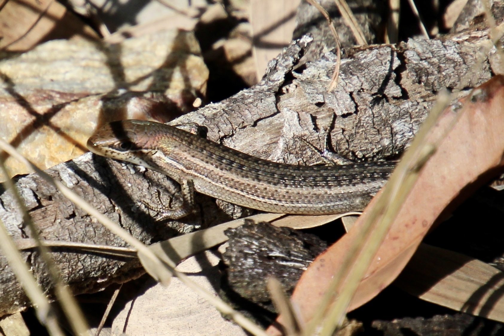 Carlia vivax (De Vis, 1884)