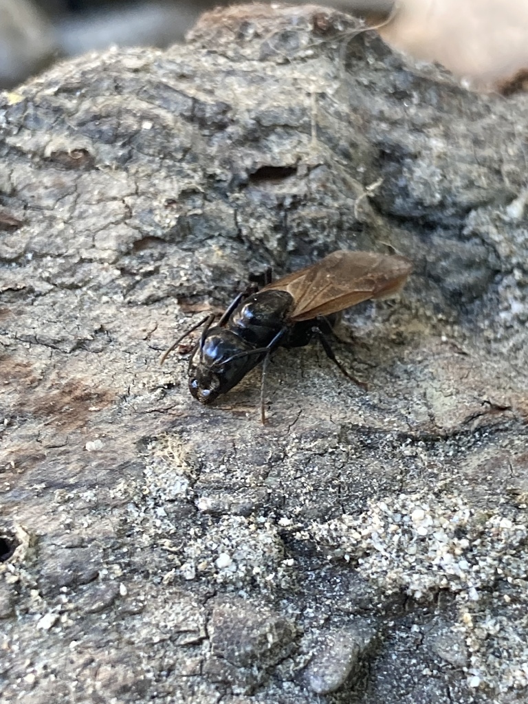 Hairless Smooth Carpenter Ant from Mount Wilson Rd, Pasadena, CA, US on ...
