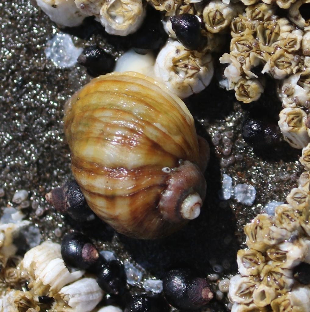 Striped Dogwinkle from Pacific City Beach on August 22, 2022 at 02:23 ...