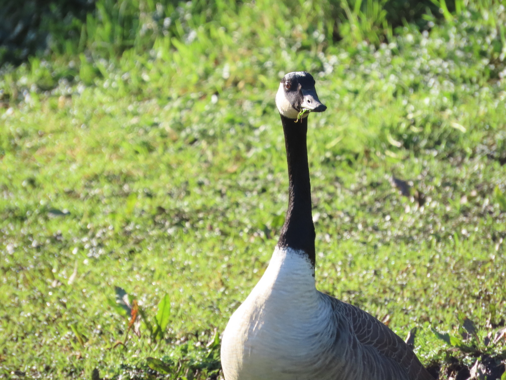 Giant Canada Goose from Burwood, Christchurch, New Zealand on August 20 ...