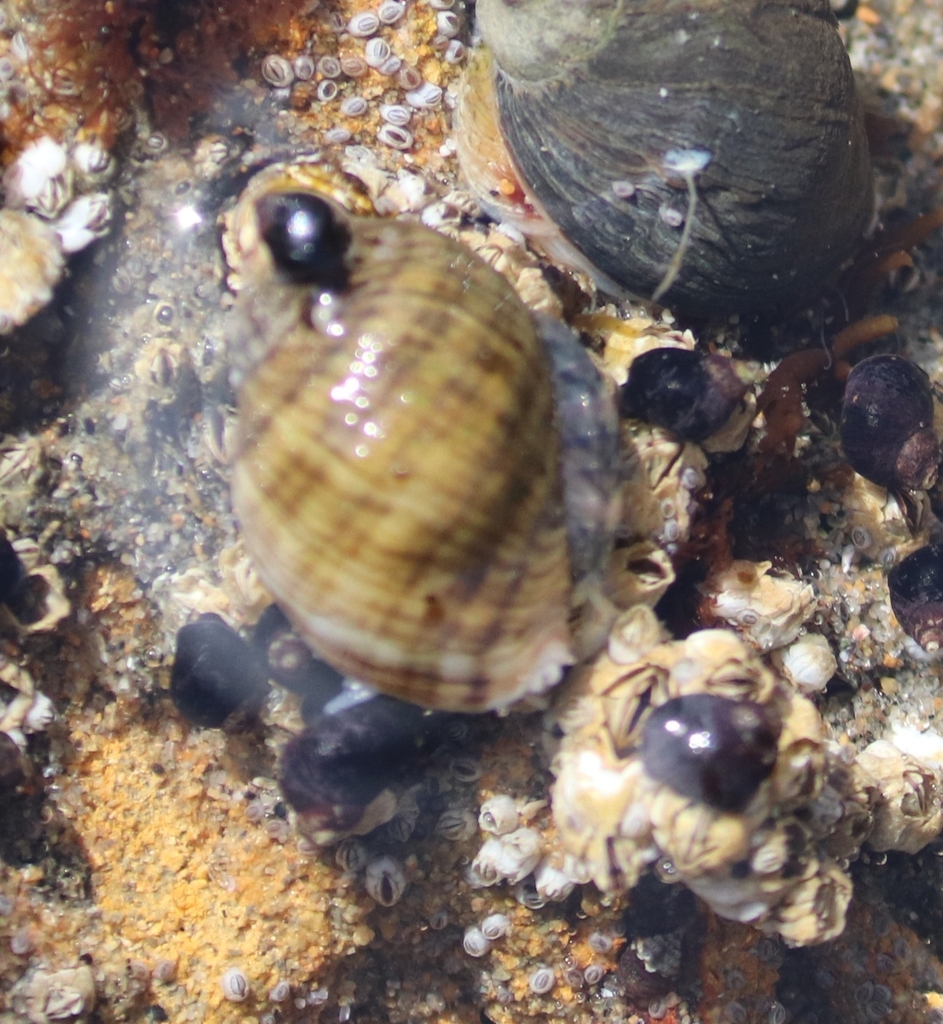 Striped Dogwinkle from Pacific City Beach on August 22, 2022 at 02:30 ...