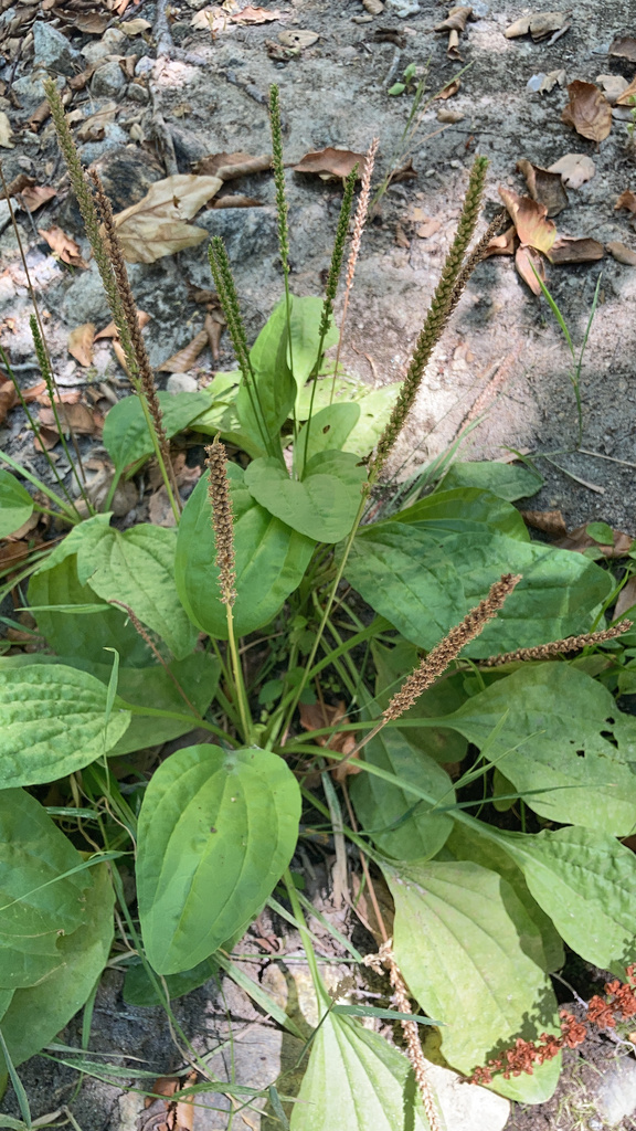 greater plantain from Angeles National Forest, Pasadena, CA, US on ...