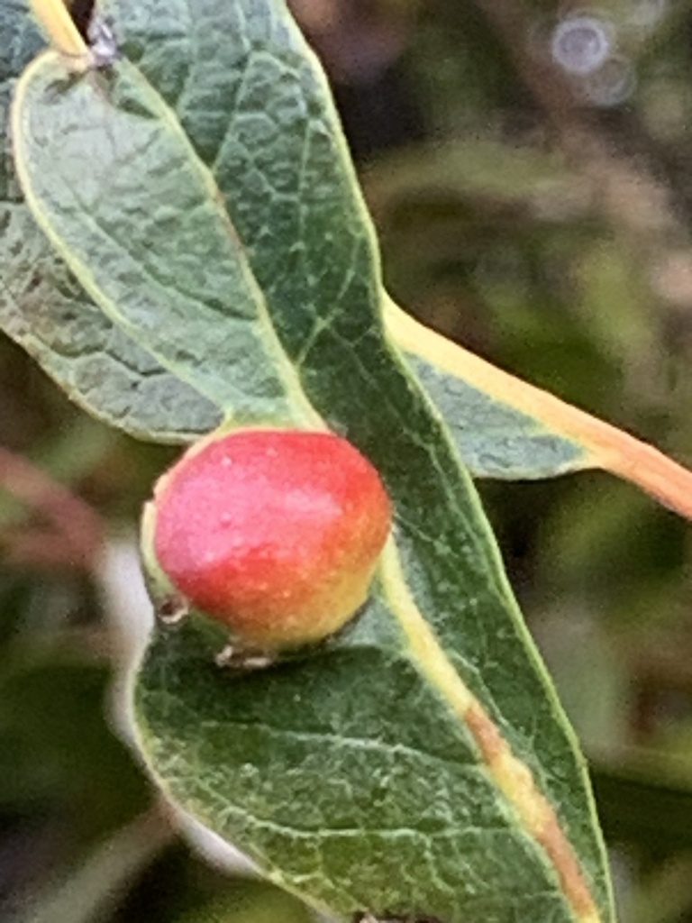 Willow Apple Gall Sawfly from San Francisco Peninsula Watershed ...