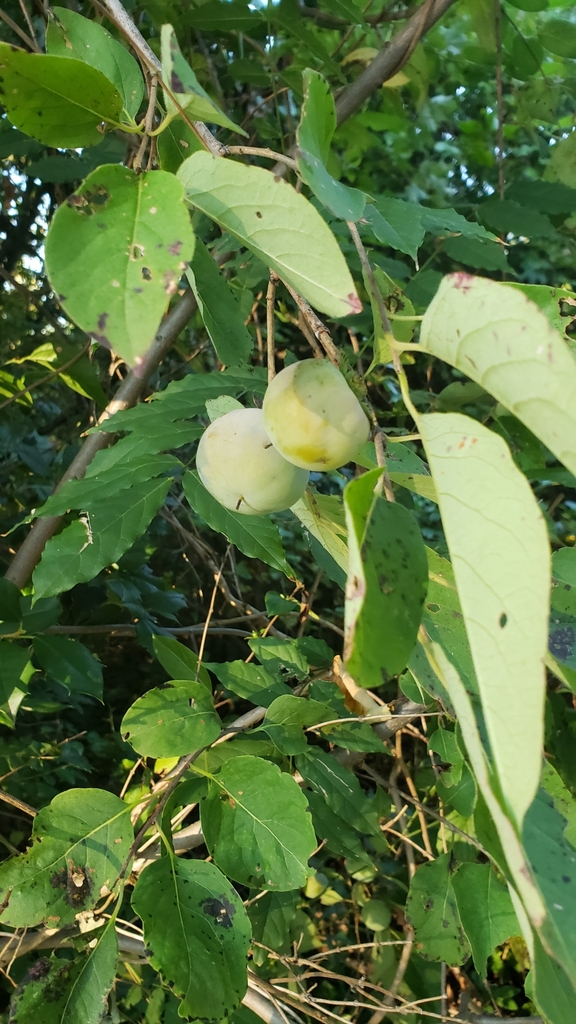 American plum from Raspeburg, MD 21206, USA on September 19, 2022 at 05 ...
