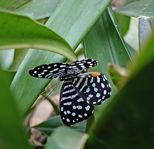 Napaea sylva · iNaturalist