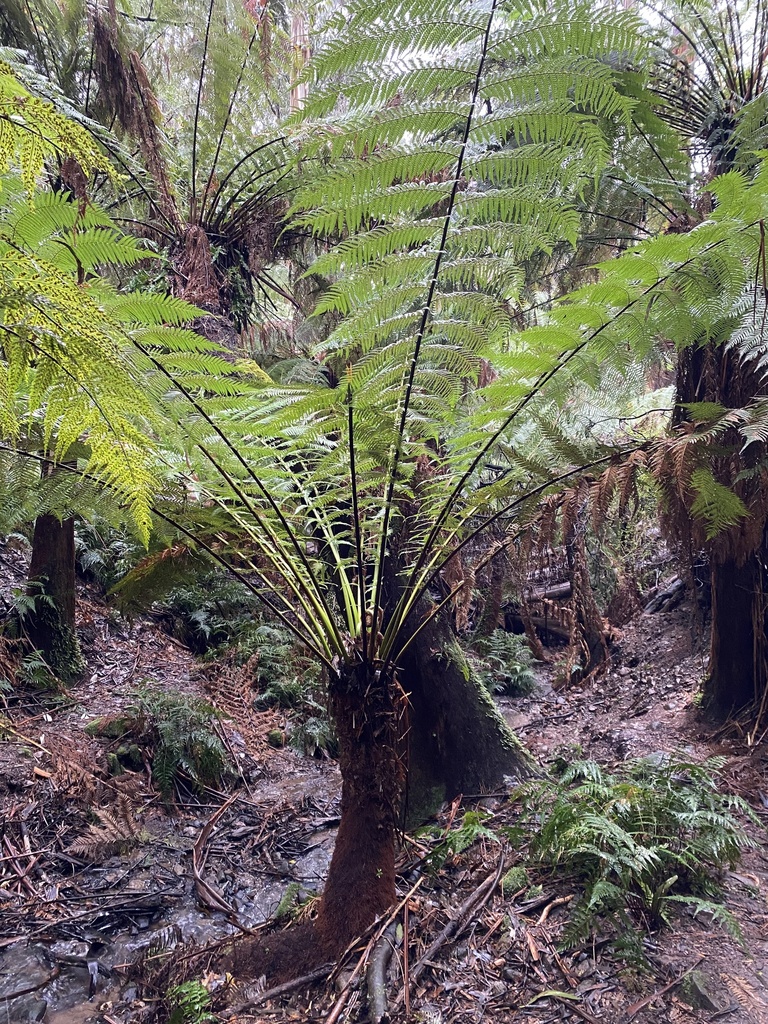 man fern from Dandenong Ranges National Park, Mount Dandenong, VIC, AU ...