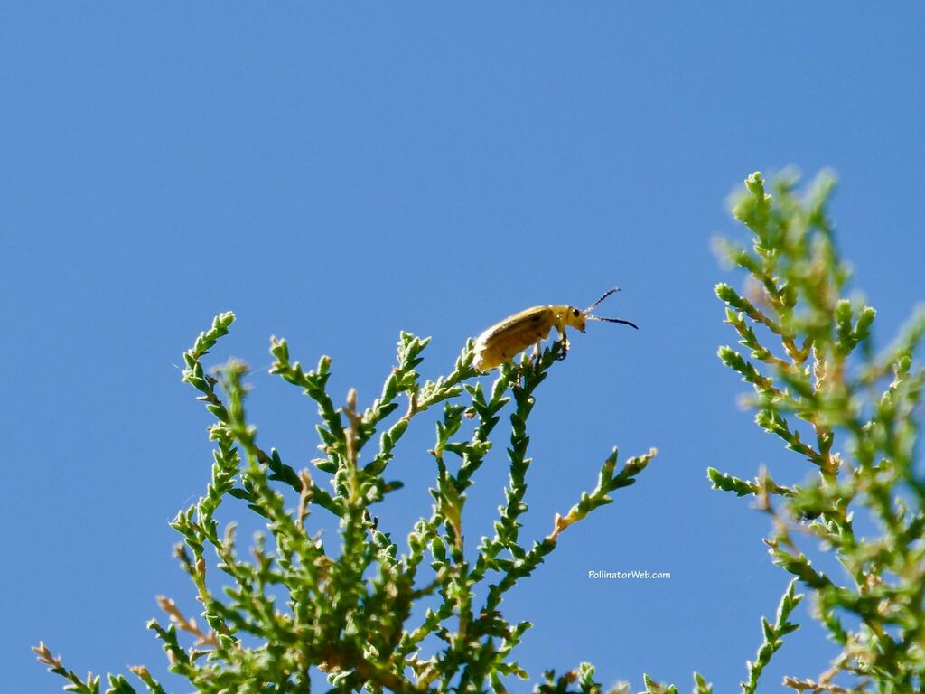 Northern Tamarisk Beetle from Maricopa, Arizona, United States on ...