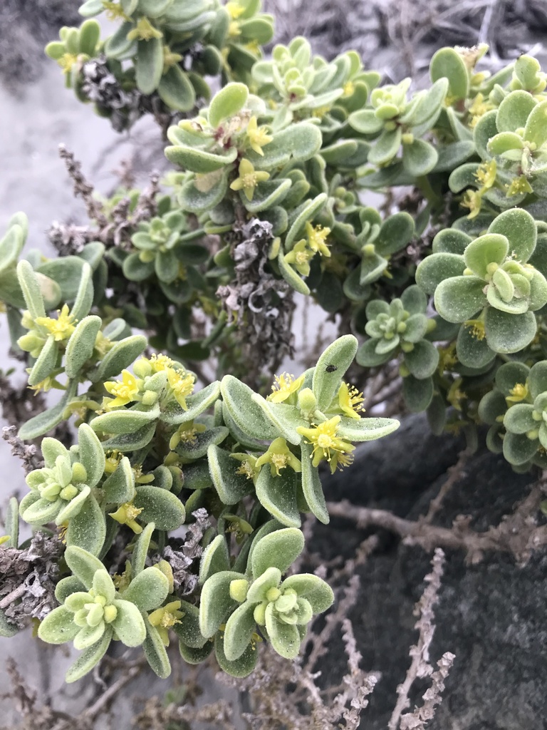 Tetragonia maritima from Carrizalillo, Freirina, Atacama, CL on ...
