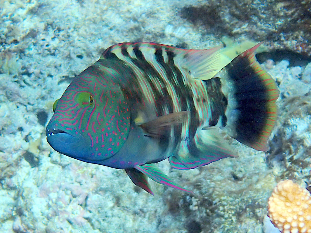 Tripletail Maori Wrasse from Coral Gardens, Flynn Reef, Cairns, QLD ...