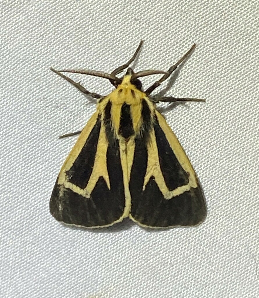 Banded Tiger Moth from Isaac Creek Campground, Monroe County, AL, USA ...