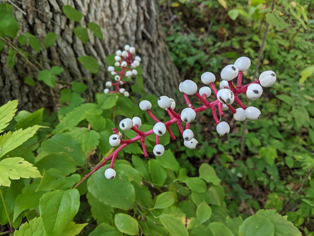 white baneberry from Porter County, IN, USA on September 17, 2022 at 02 ...