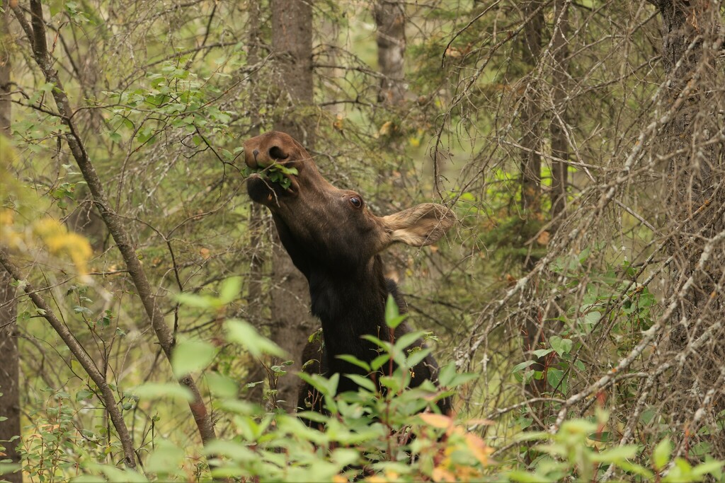 Moose from McKenzie Trails Park Red Deer Alberta Canada on September 13 ...