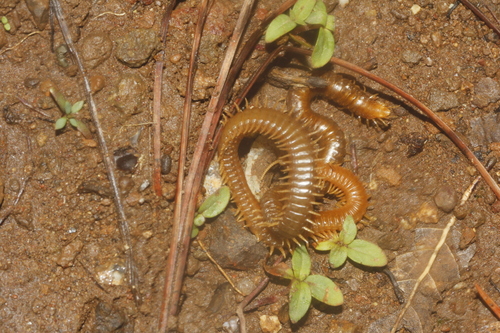 Genus Chomatobius · iNaturalist