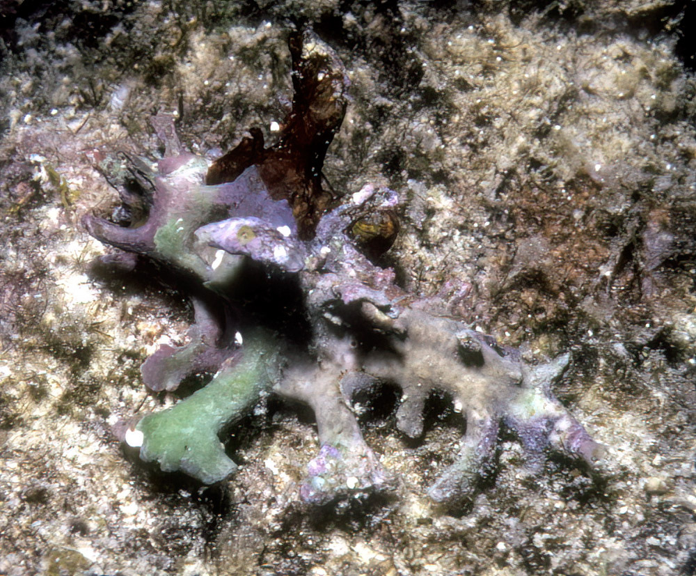 Homalocantha zamboi from Russell Islands, Solomon Islands on August 13 ...