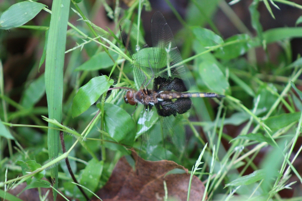 Black Saddlebags from Vienna, WV, USA on September 19, 2022 at 02:46 PM ...