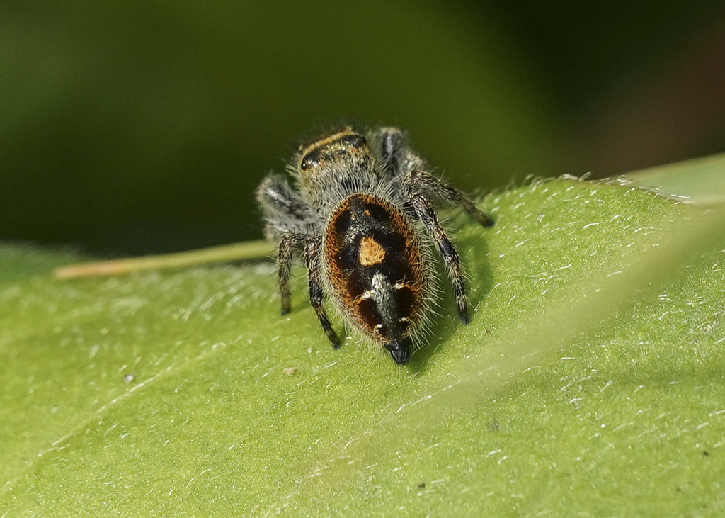 Bold Jumping Spider from W.E.Johnson Park, south central, Richland, WA ...