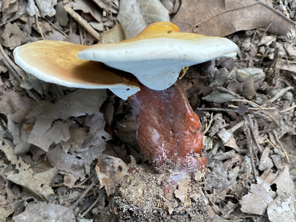 golden reishi from Marsh View Rd, Easton, MD, US on September 19, 2022 ...