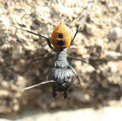 Karoo Balbyter Ant from Nkangala, South Africa on April 01, 2018 at 12: ...