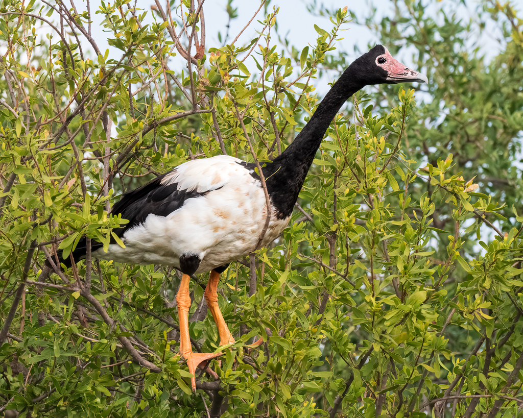 Waterfowl (Anseriformes) - Avian Discovery