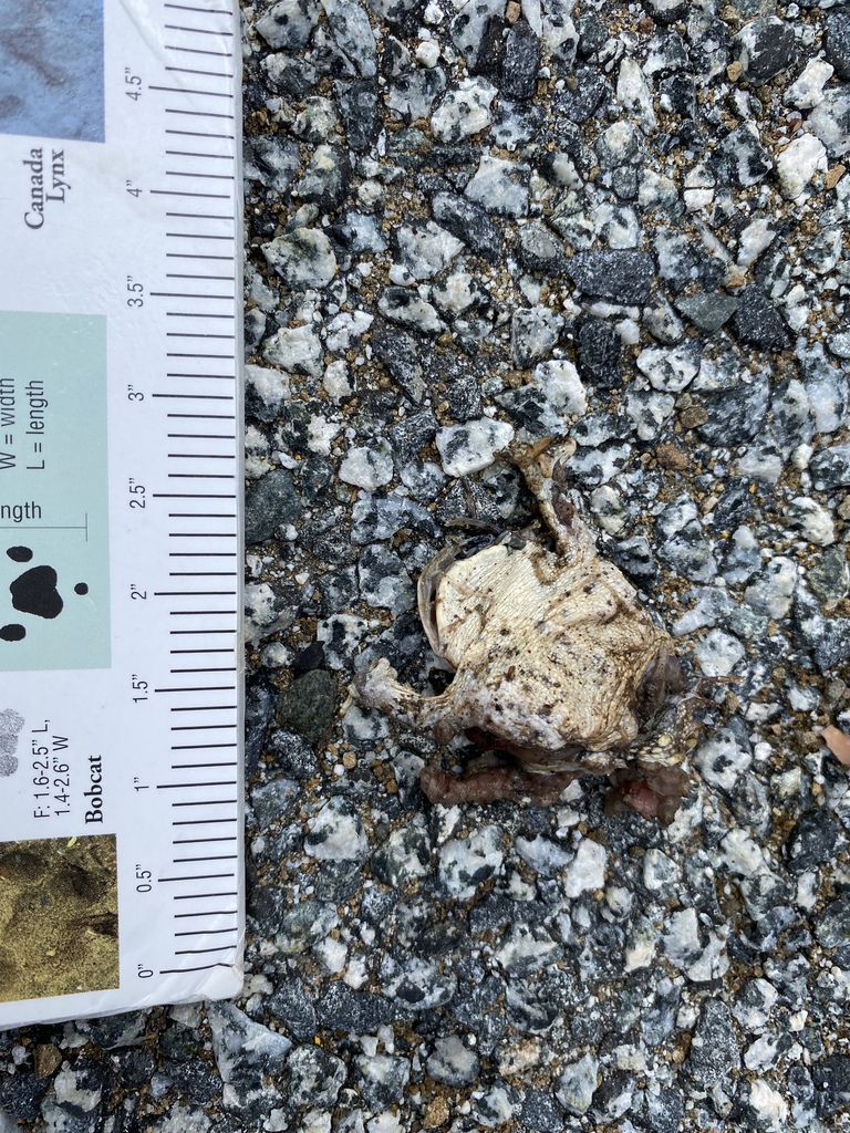 Western Toad from Santa Clara County, CA, USA on September 19, 2022 at ...