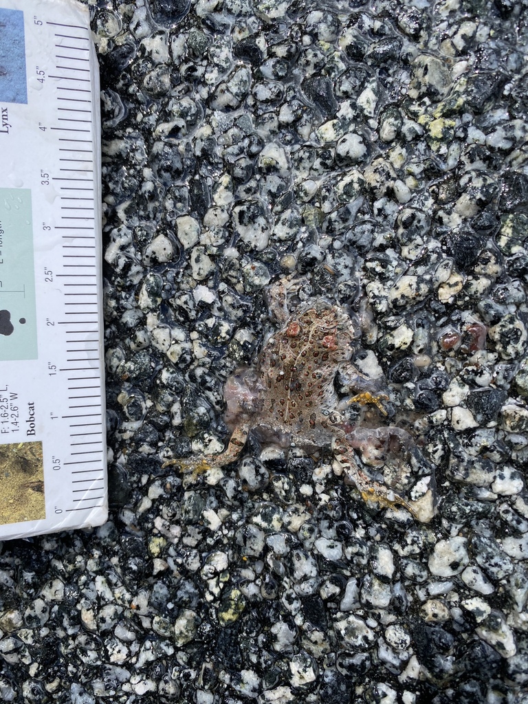 Western Toad from Santa Clara County, CA, USA on September 19, 2022 at ...