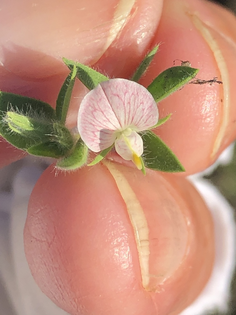 Spanish clover from Second St, Encinitas, CA, US on September 19, 2022 ...