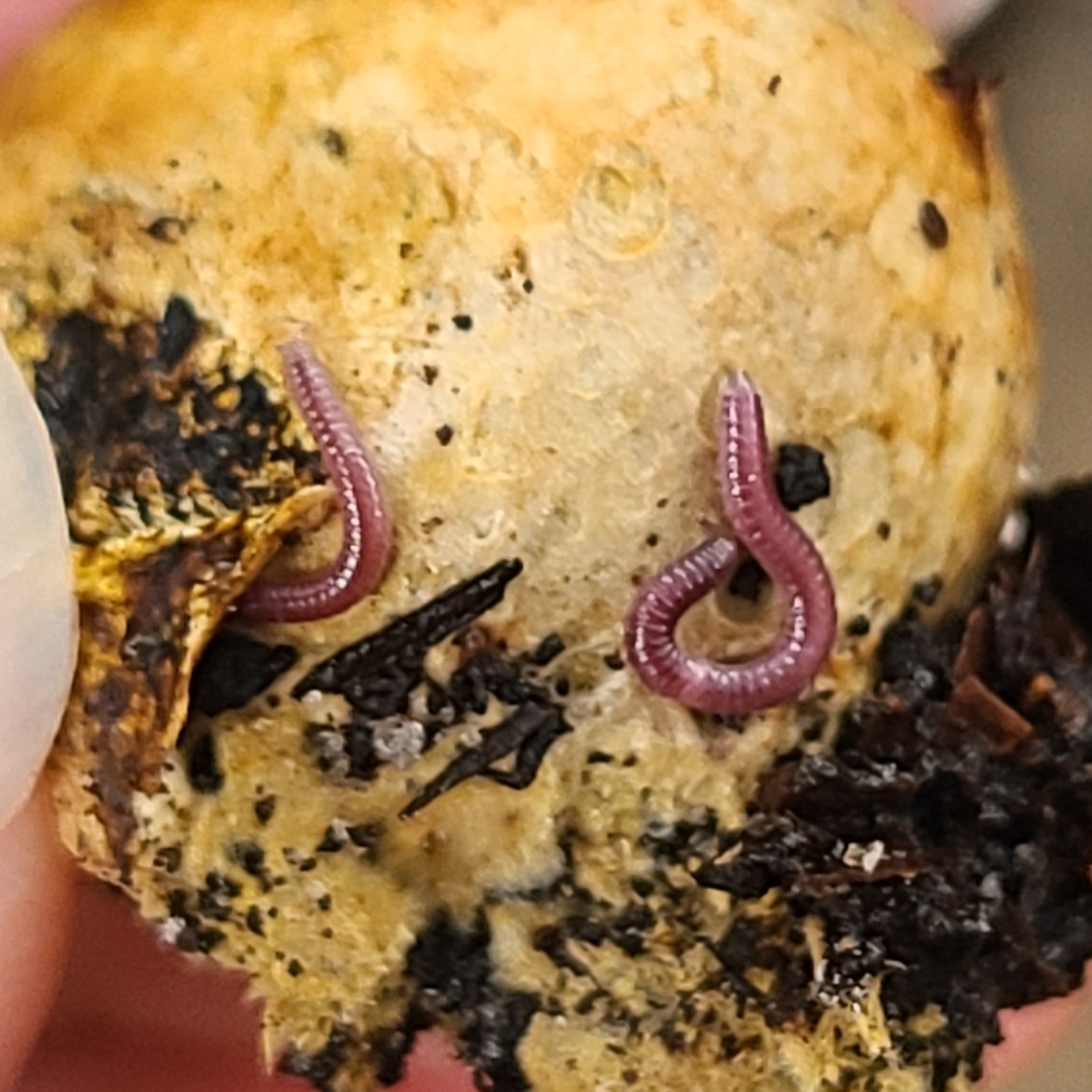 Rhinotus purpureus (Pocock, 1894)