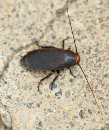 Pet Redhead Roach from Middelburg, 1055, South Africa on April 05, 2020 ...