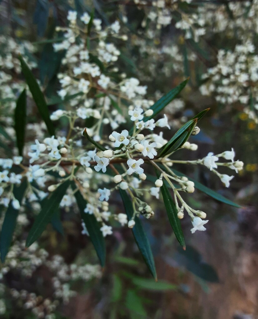 Logania albiflora from Blue Mountains Nat'l Park NSW 2787, Australia on ...