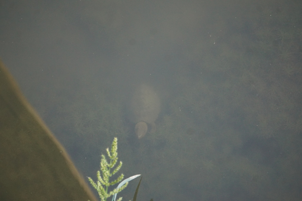 Razor-backed Musk Turtle from Fish Hatchery Rd, Lewisville, TX, US on ...