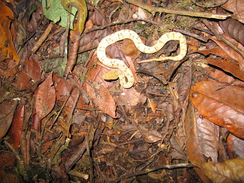 Osborne's Lancehead (Bothrops osbornei) - Snakes and Lizards