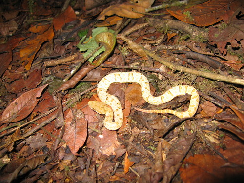 Osborne's Lancehead (Bothrops osbornei) - Snakes and Lizards