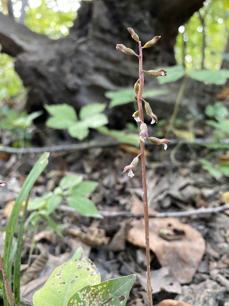 autumn coralroot in September 2022 by Pete Kozich · iNaturalist