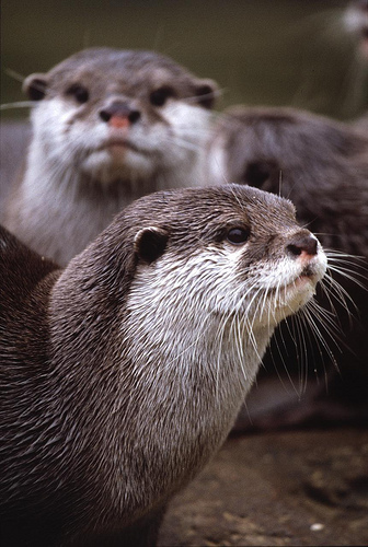 Clawless Otters (Genus Aonyx) · iNaturalist