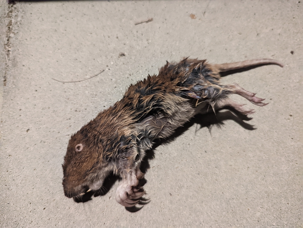 Attwater's Pocket Gopher from Bastrop on 19 September, 2022 at 08:50 PM ...
