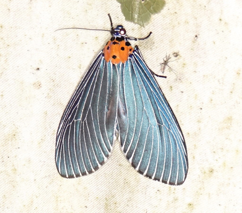 Neochera marmorea from Trus Madi Camp, Keningau, Sabah, Malaysia on ...