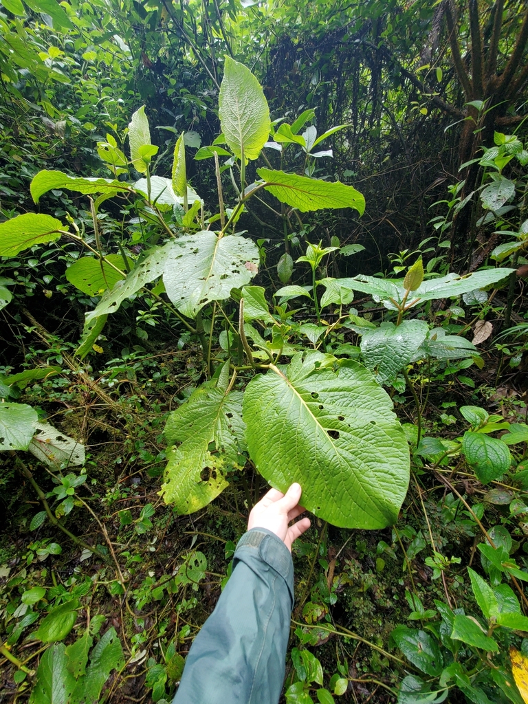 pepper plants from Hatun Sumaku, Ecuador on January 17, 2022 at 02:00 ...