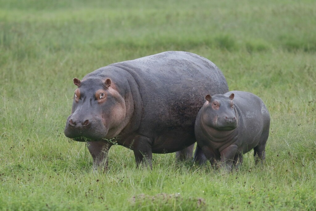 Common Hippopotamus (Hippopotamus amphibius) - Know Your Mammals
