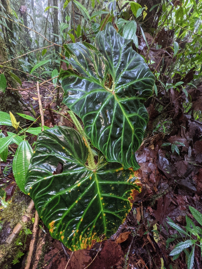 Philodendron verrucosum from García Moreno, Ecuador on February 06 ...