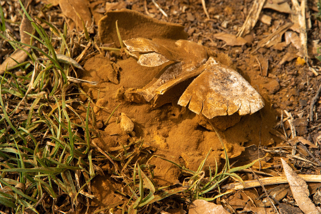 Giant Pasture Puffball from Santiago, Santiago Metropolitan Region ...