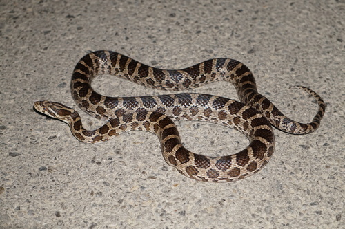 Subspecies Pantherophis emoryi emoryi · iNaturalist