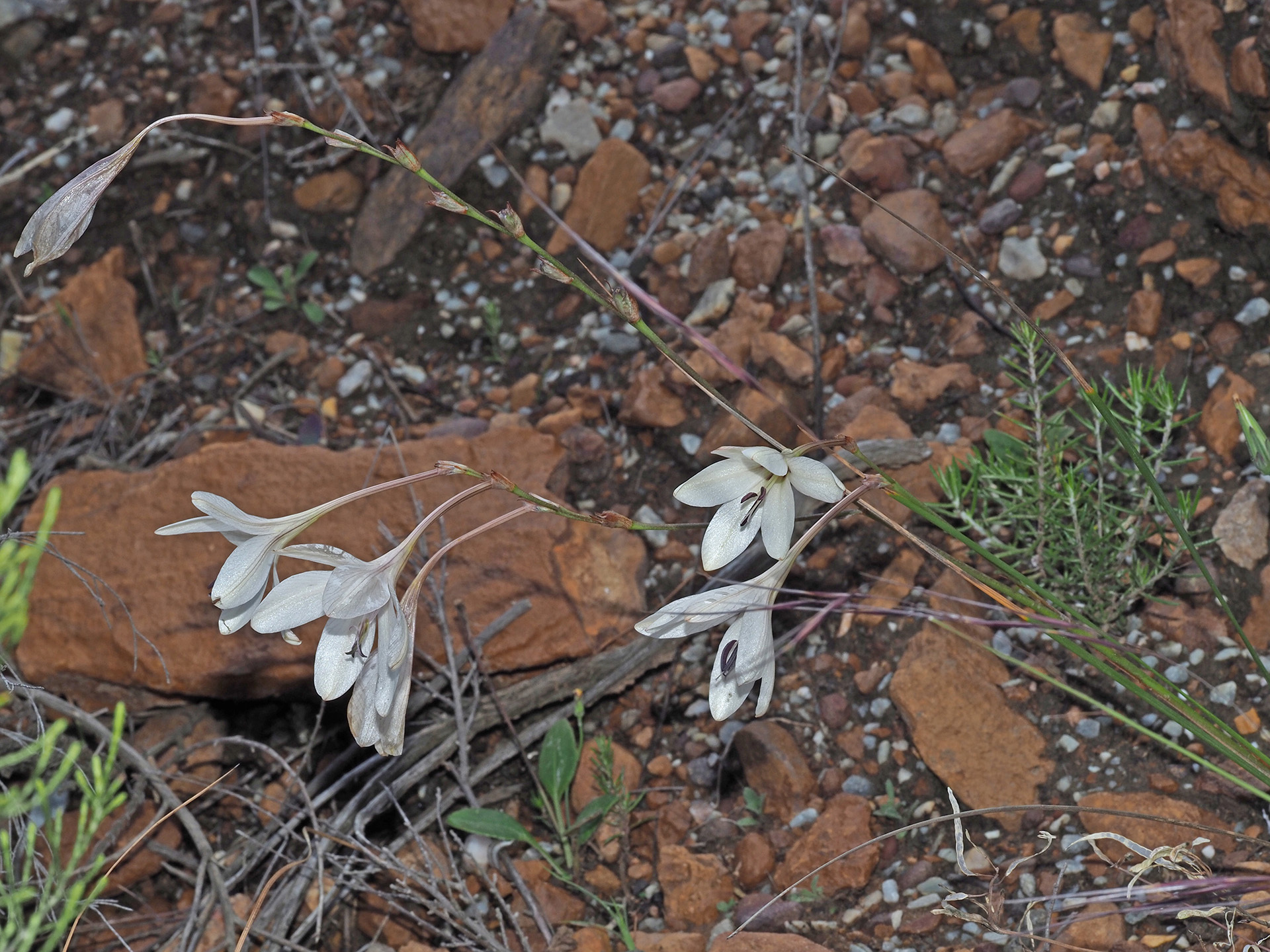 Tritonia bakeri subsp. bakeri
