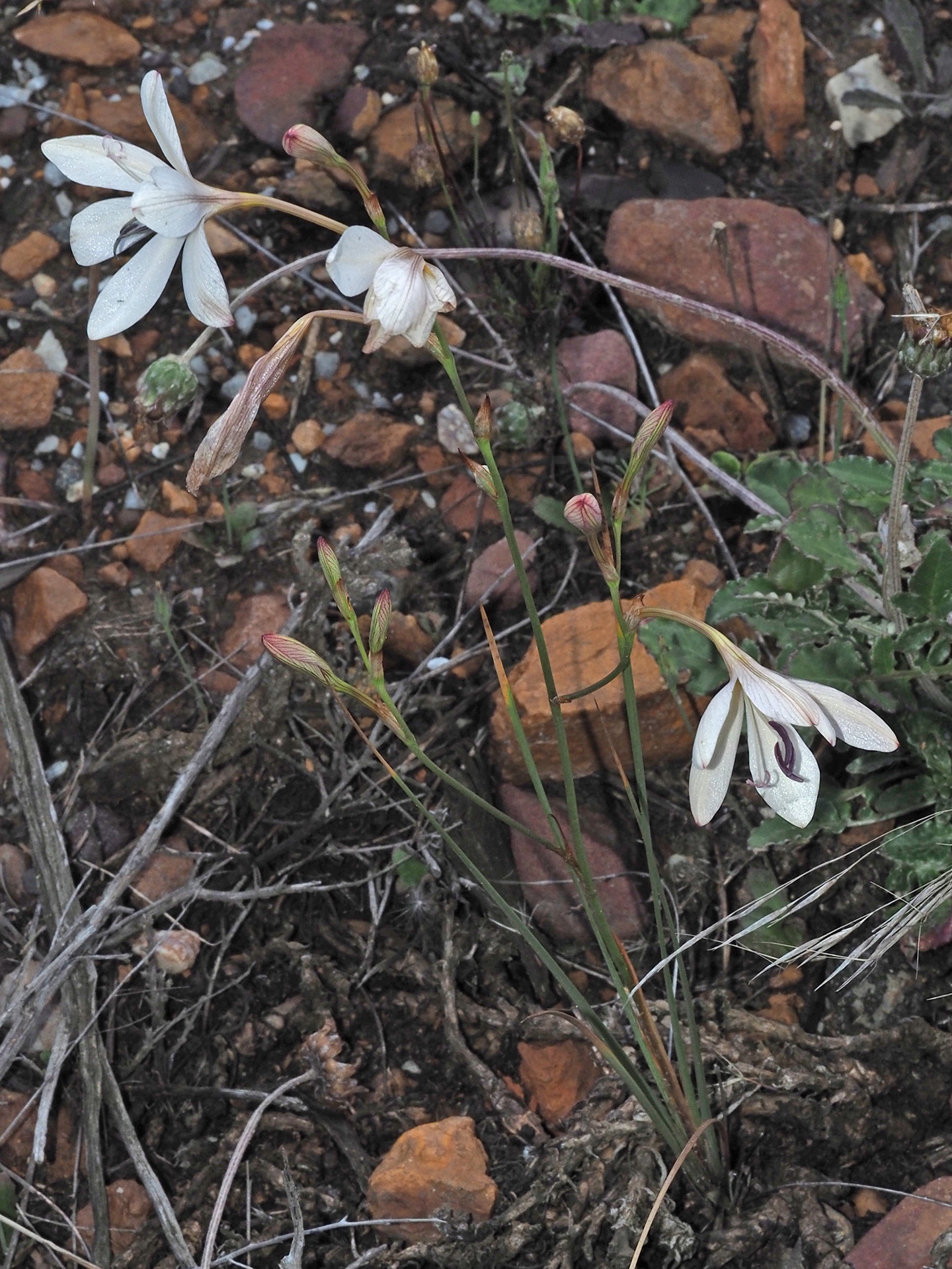 Tritonia bakeri subsp. bakeri