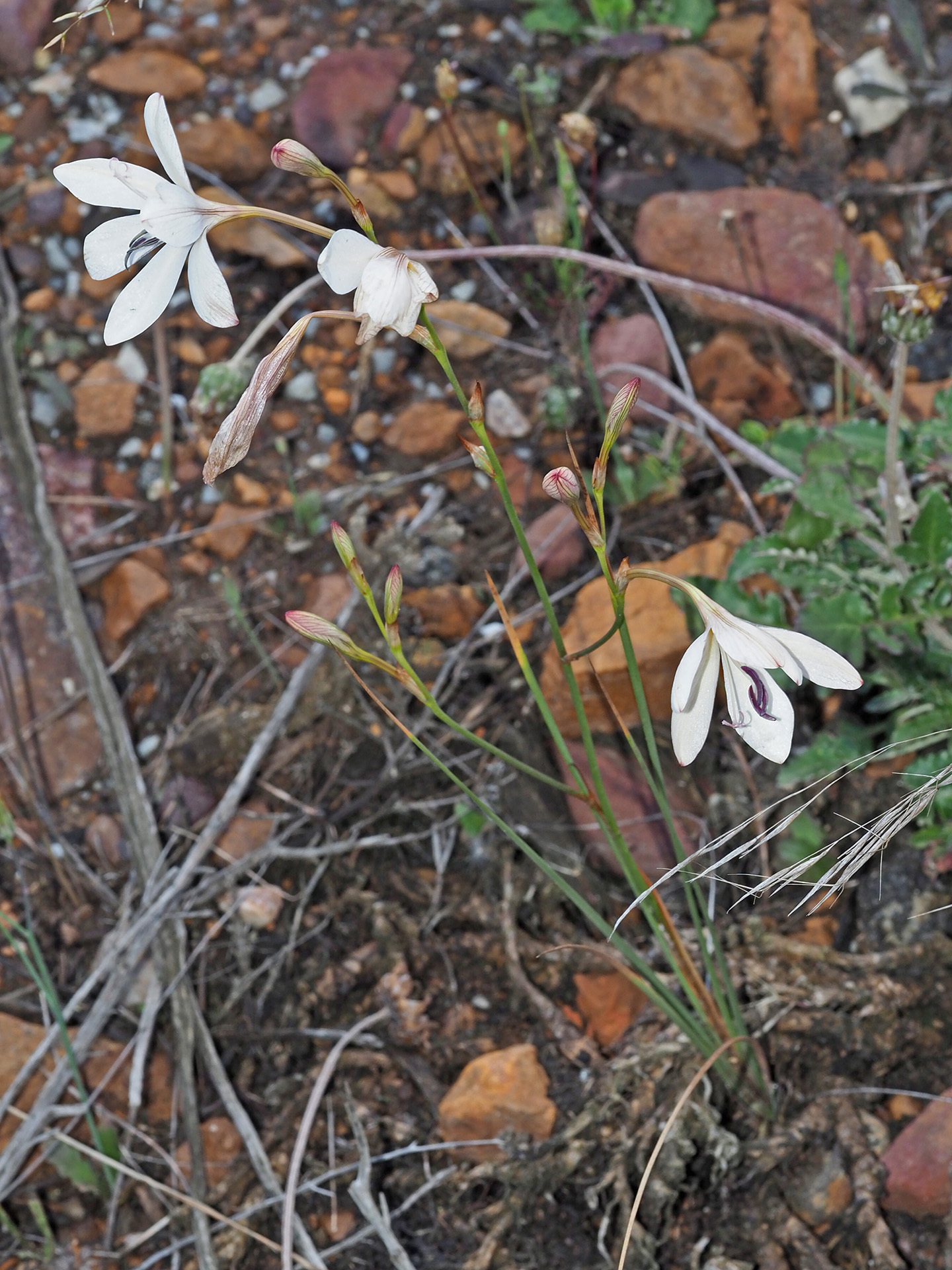 Tritonia bakeri subsp. bakeri