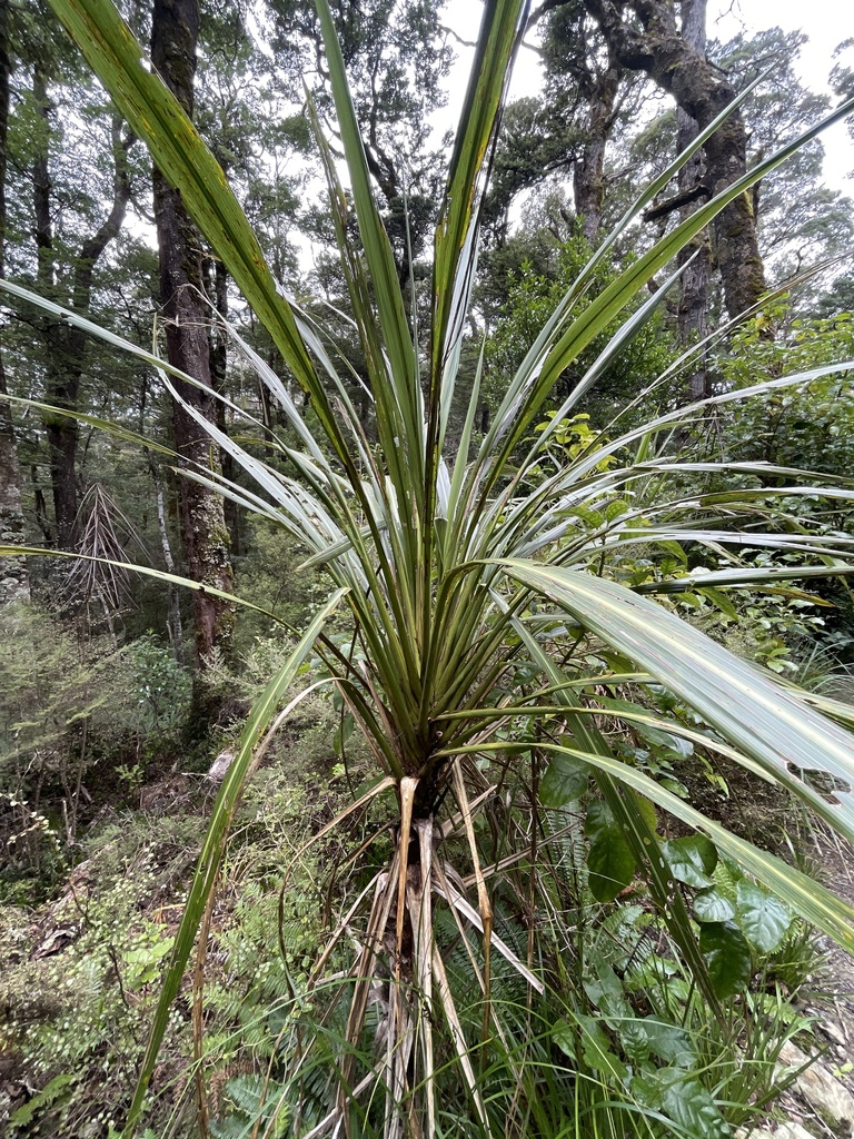 Forest Cabbage Tree from Carterton, NZ-WG, NZ on September 20, 2022 at ...