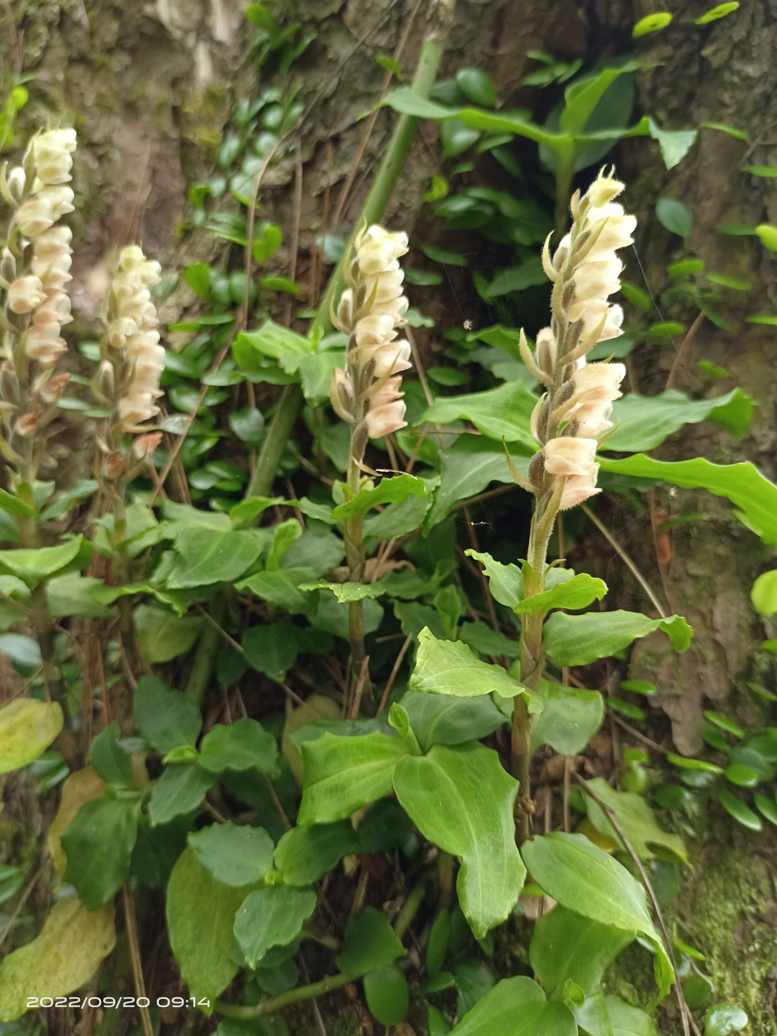 Goodyera foliosa (Lindl.) Benth. ex C.B.Clarke
