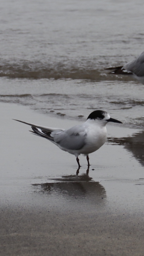 New Zealand White-fronted Tern in September 2022 by chrystal1914 ...